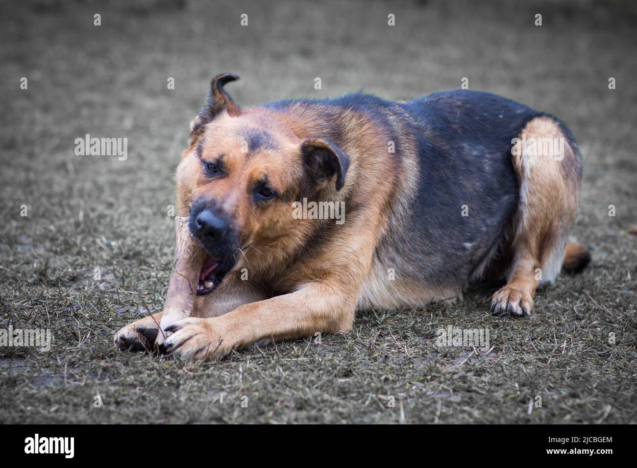 big dog biting a bone on the grass vintage Stock Photo - Alamy