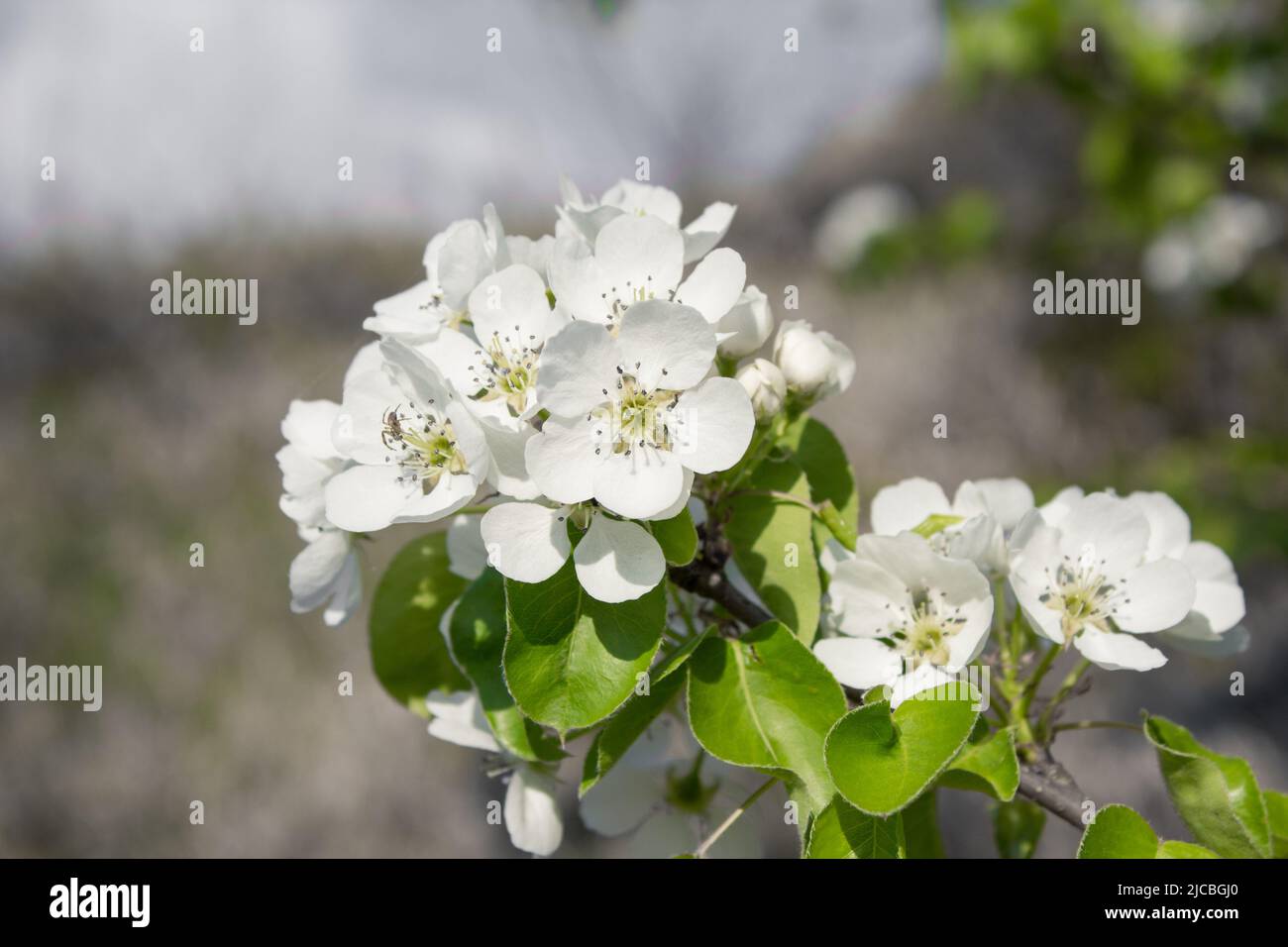 spring season when flowering pears on the tree Stock Photo - Alamy