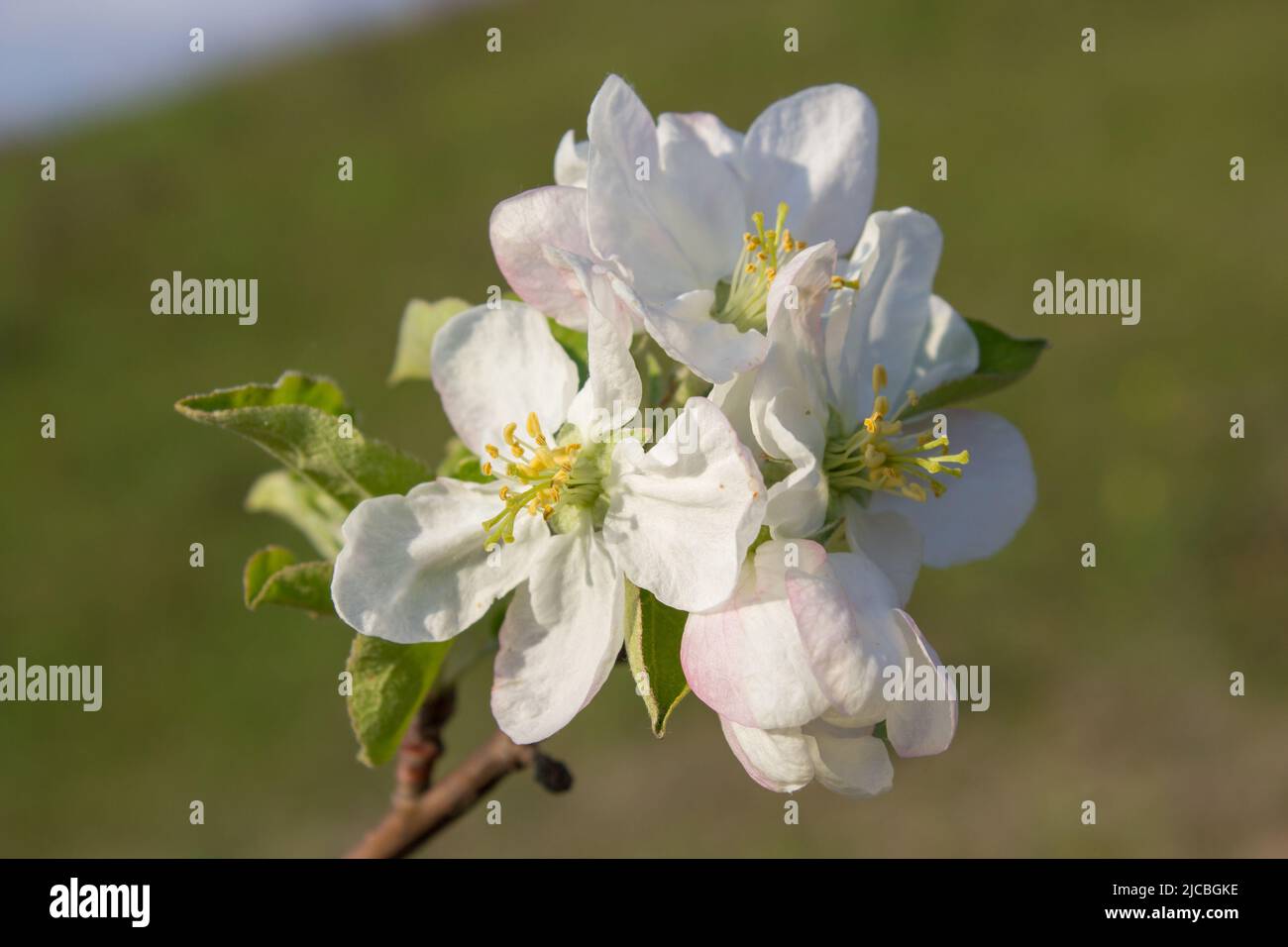 Blossomed flower garden hi-res stock photography and images - Alamy