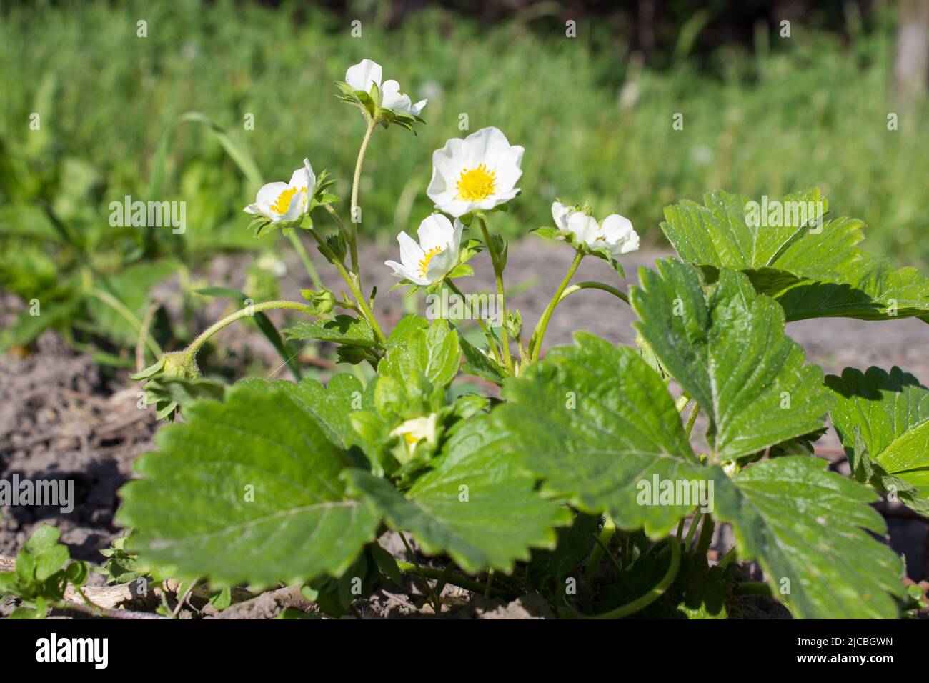 Strawberry bush hi-res stock photography and images - Alamy