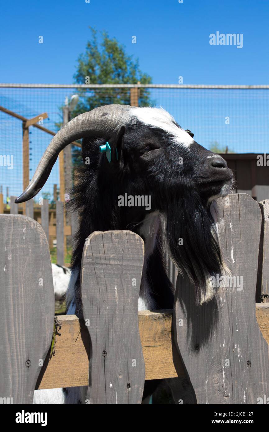 Domestic goat looking over fence hi-res stock photography and images ...