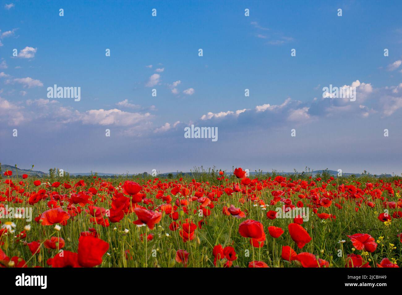 Landscape blooming wildflowers red poppies in summer Stock Photo - Alamy