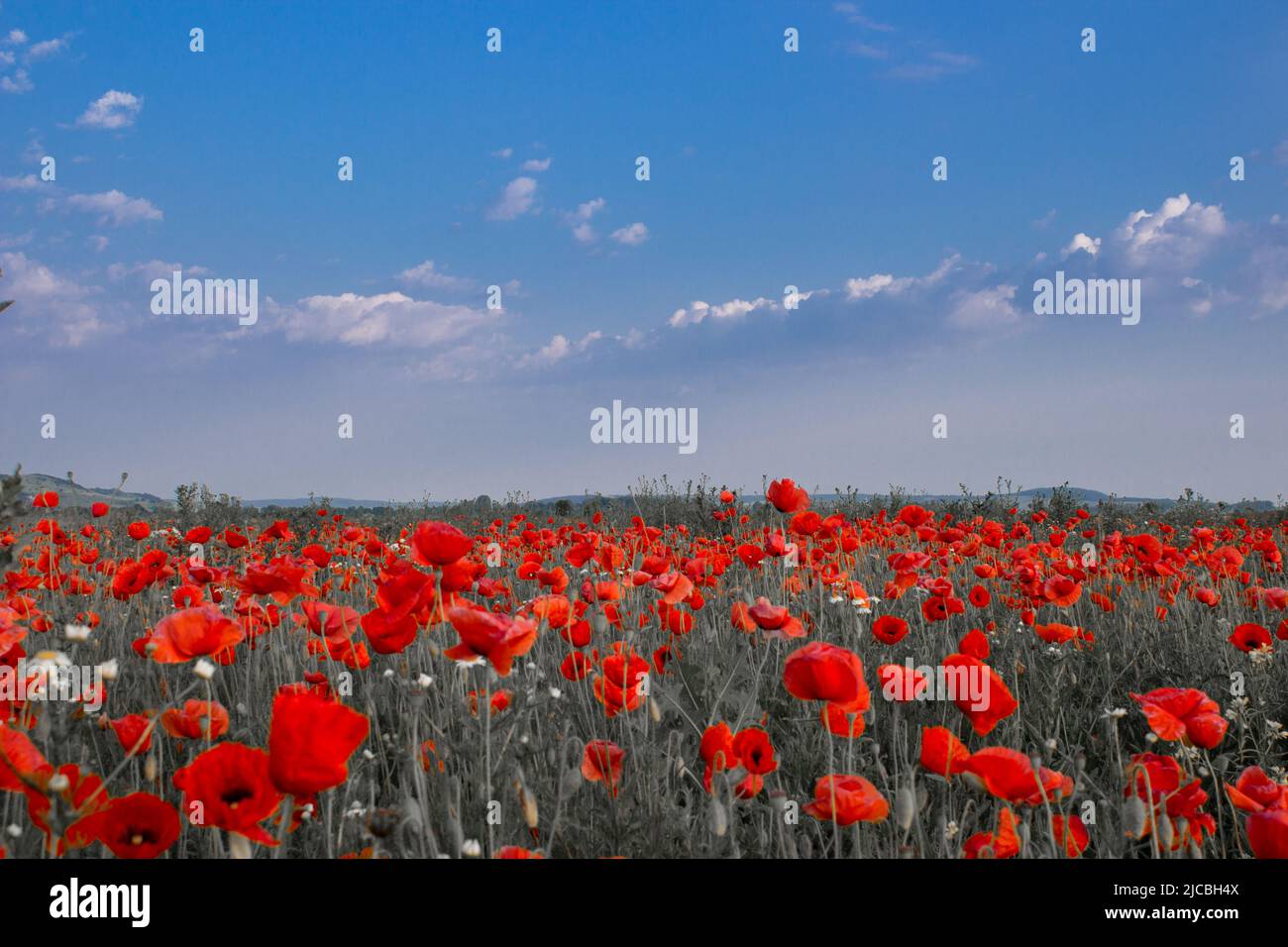 Red poppy flowers for Remembrance Day Sunday Stock Photo - Alamy