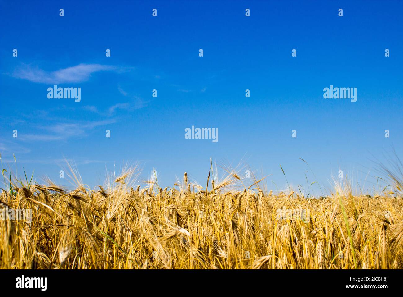 Barley field with grass land hi-res stock photography and images - Alamy