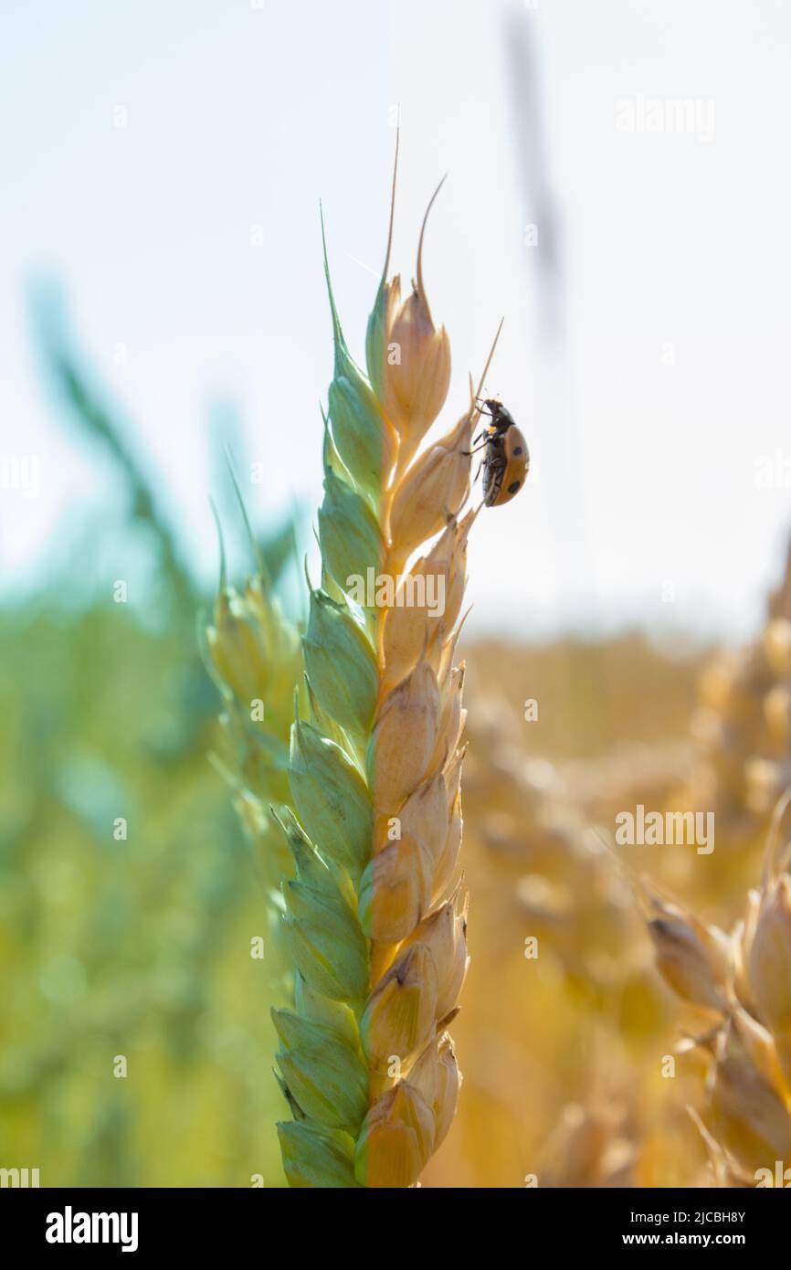 Wheat beetle hi-res stock photography and images - Alamy