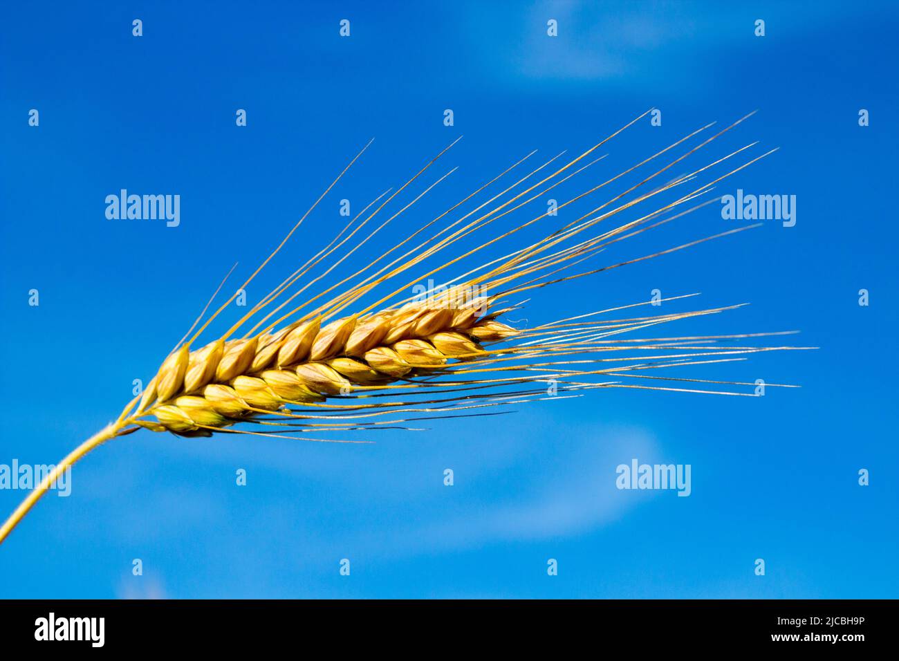 one barley spike Stock Photo - Alamy