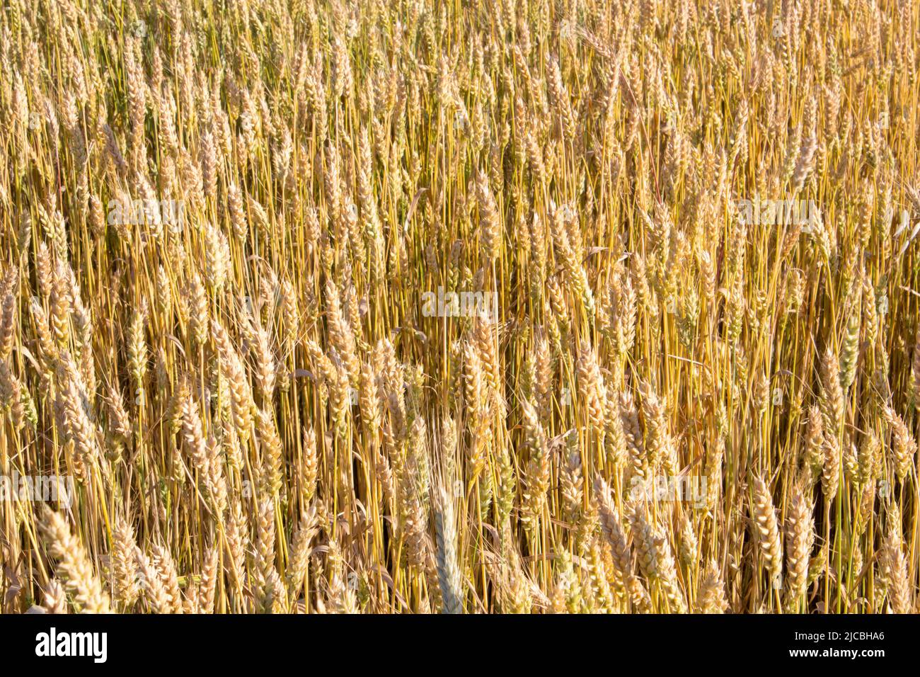texture of ripe wheat field ears of wheat during harvest Stock Photo ...