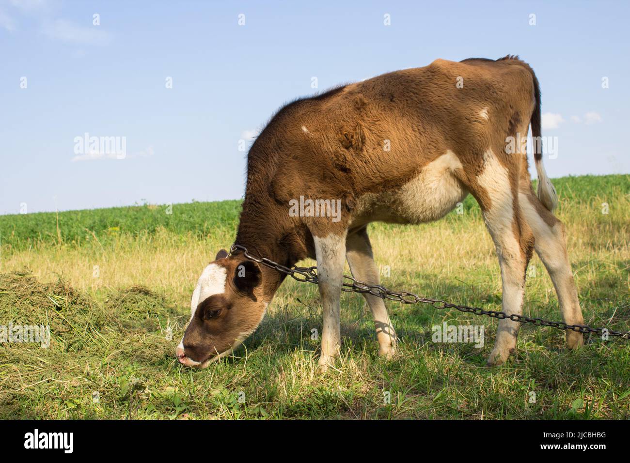 Black young calf tied chain hi-res stock photography and images - Alamy