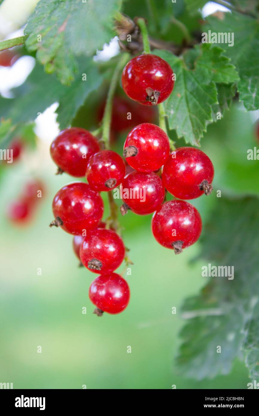 Ripe juicy currant close hi-res stock photography and images - Alamy