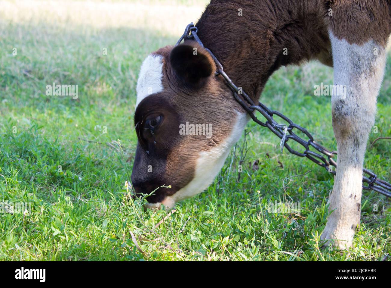 Black young calf tied chain hi-res stock photography and images - Alamy