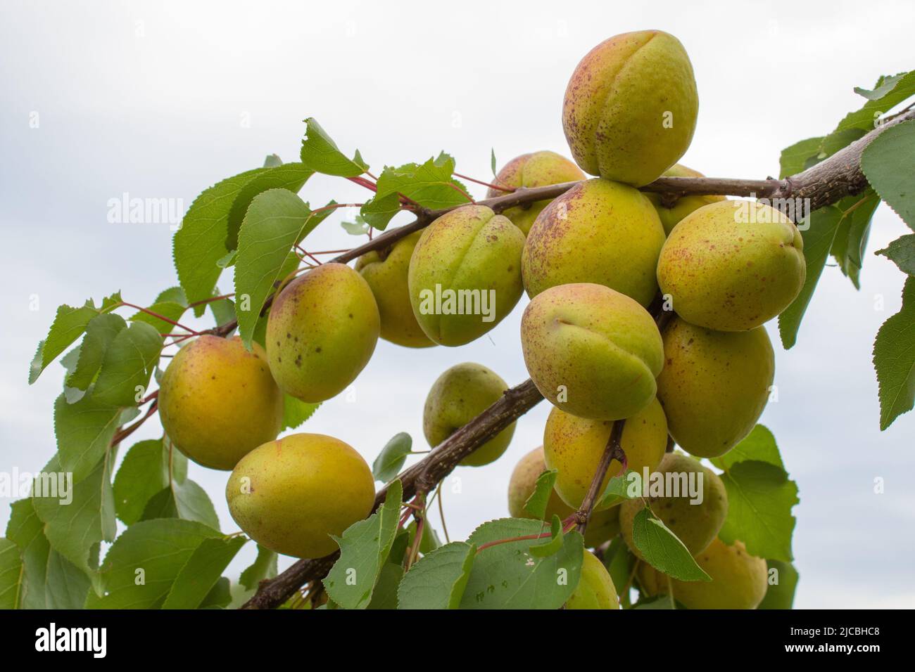 Apricot tree summer leaves hi-res stock photography and images - Alamy