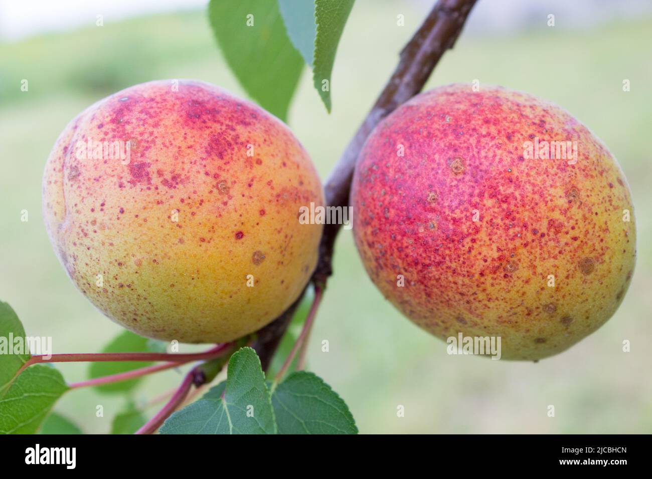 Natural apricots hi-res stock photography and images - Alamy