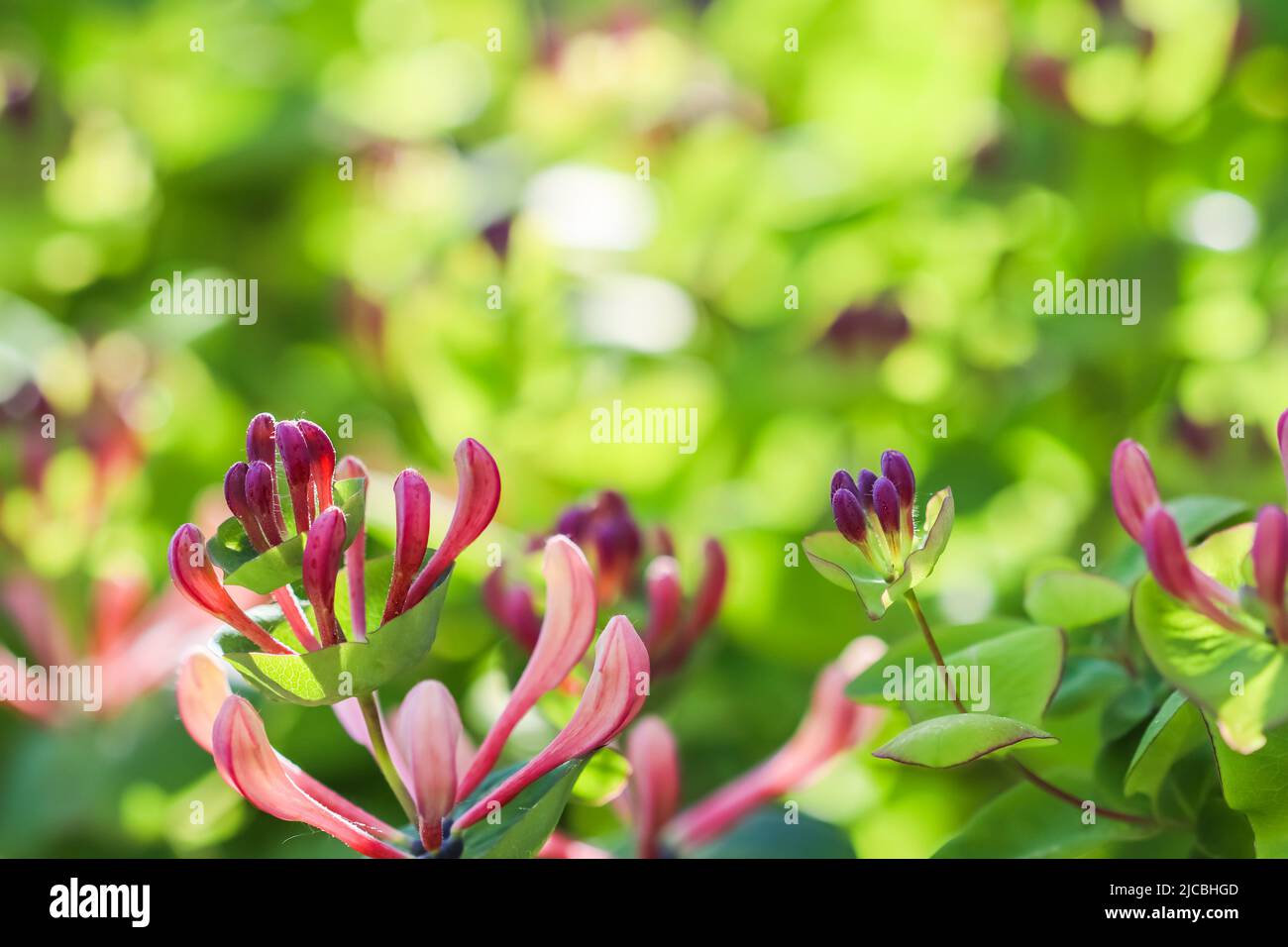 Pink Honeysuckle buds and flowers in the garden. Lonicera Etrusca Santi ...