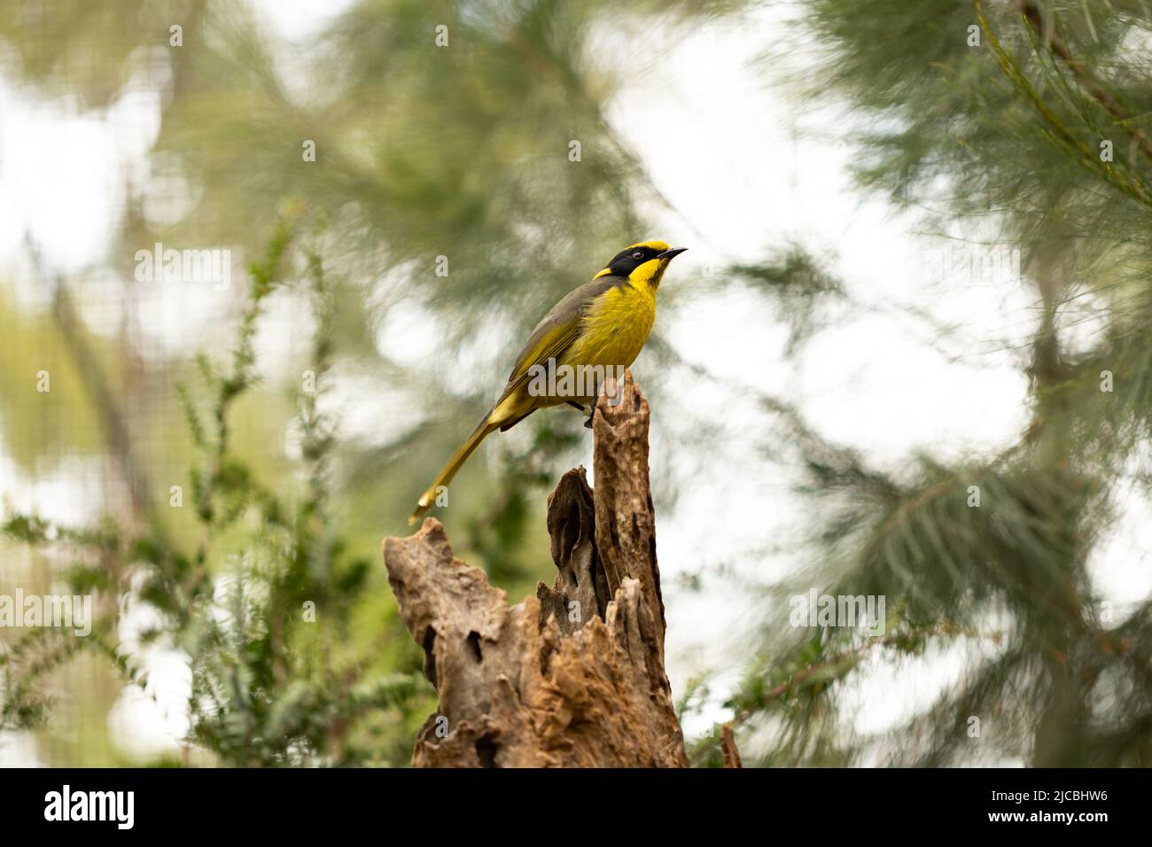 Native australian birds hi-res stock photography and images - Alamy