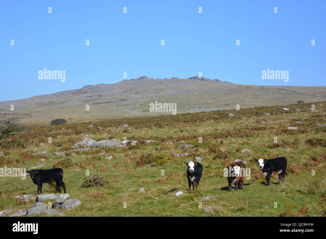Free range cattle roaming on Dartmoor, with an iconic granite tor in ...