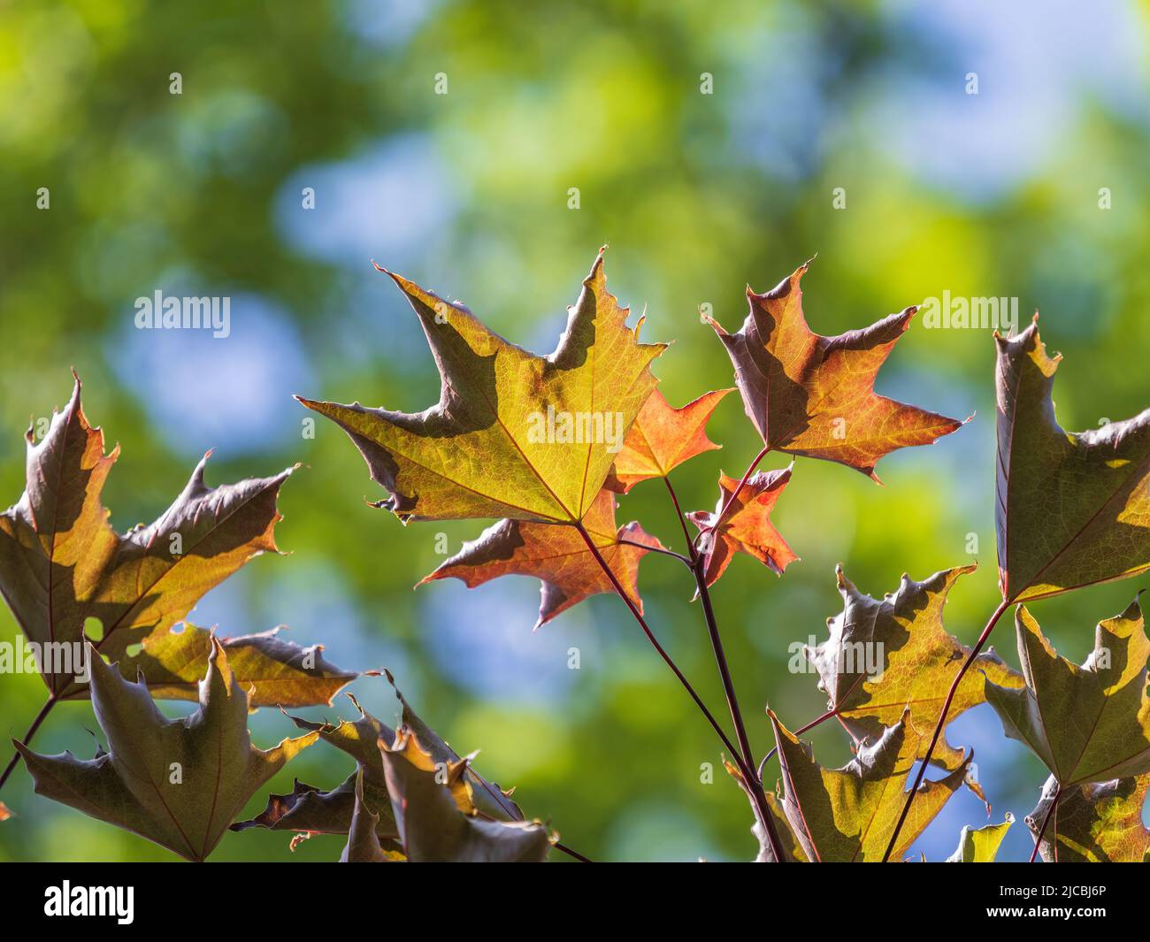 Tree branch with dark red leaves, Acer platanoides, the Norway maple ...