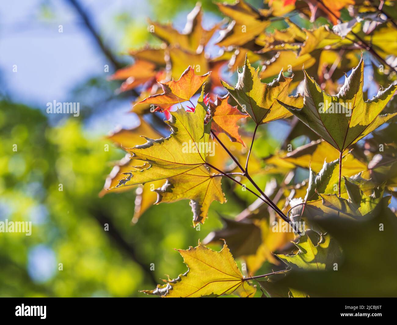 Tree branch with dark red leaves, Acer platanoides, the Norway maple ...