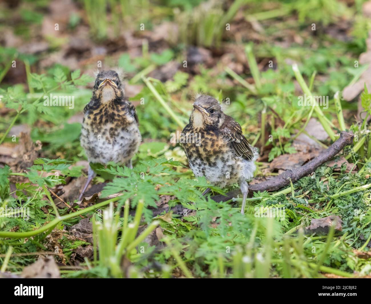 Nestling bird left nest hi-res stock photography and images - Alamy