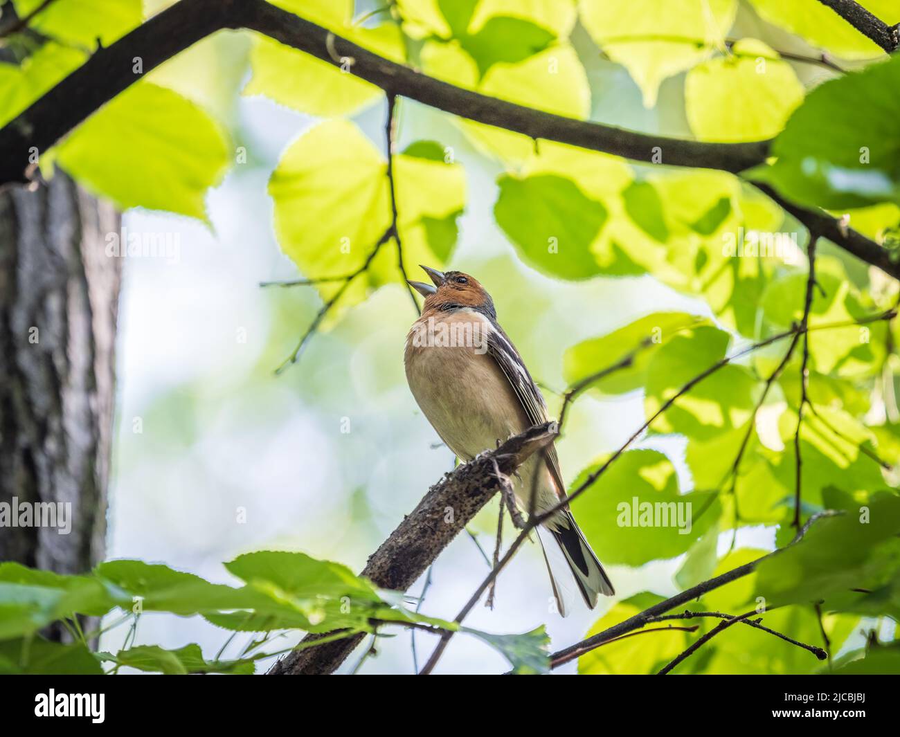 Common chaffinch sits on a branch in spring on green background ...
