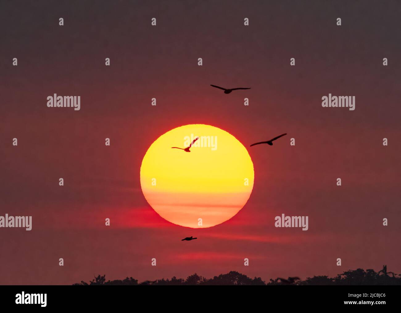 Huge red sun with birds flying past at sunrise, Fogg Dam, Northern ...