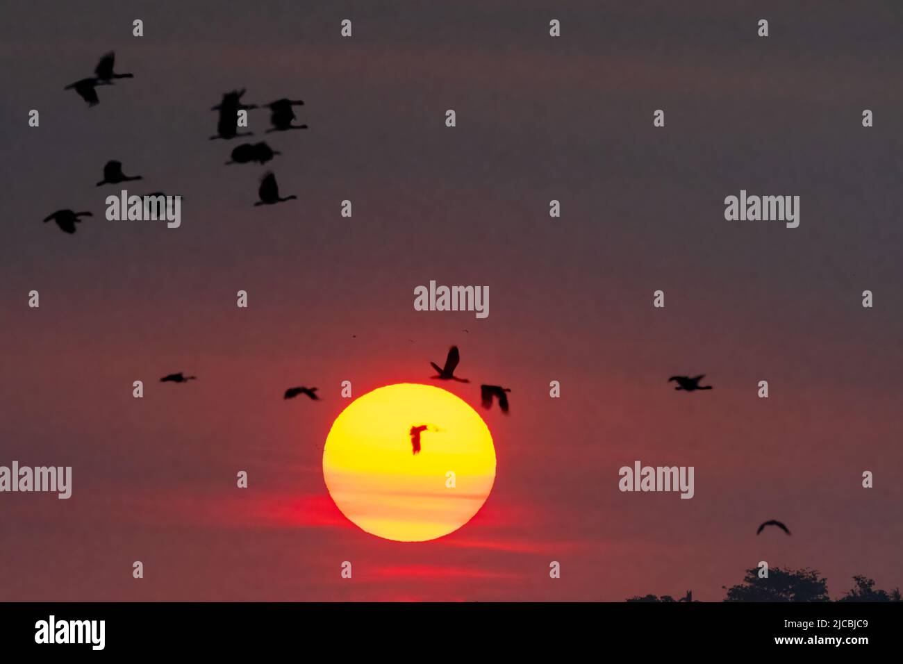 Giant sun and birds hi-res stock photography and images - Alamy