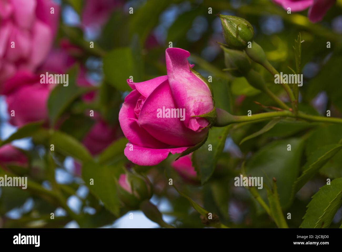 Rose summer wind in hi-res stock photography and images - Alamy