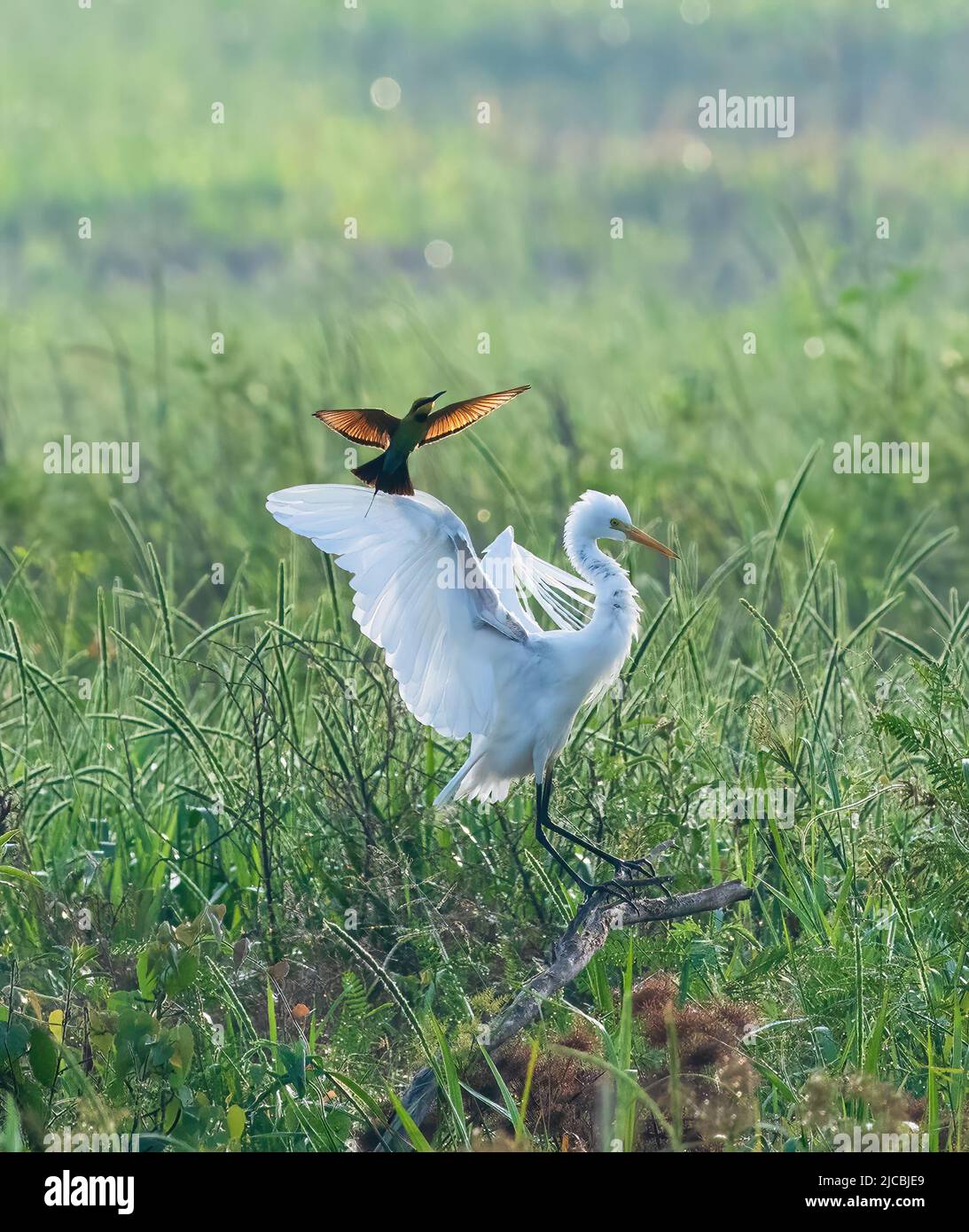 Fogg dam conservation hi-res stock photography and images - Alamy