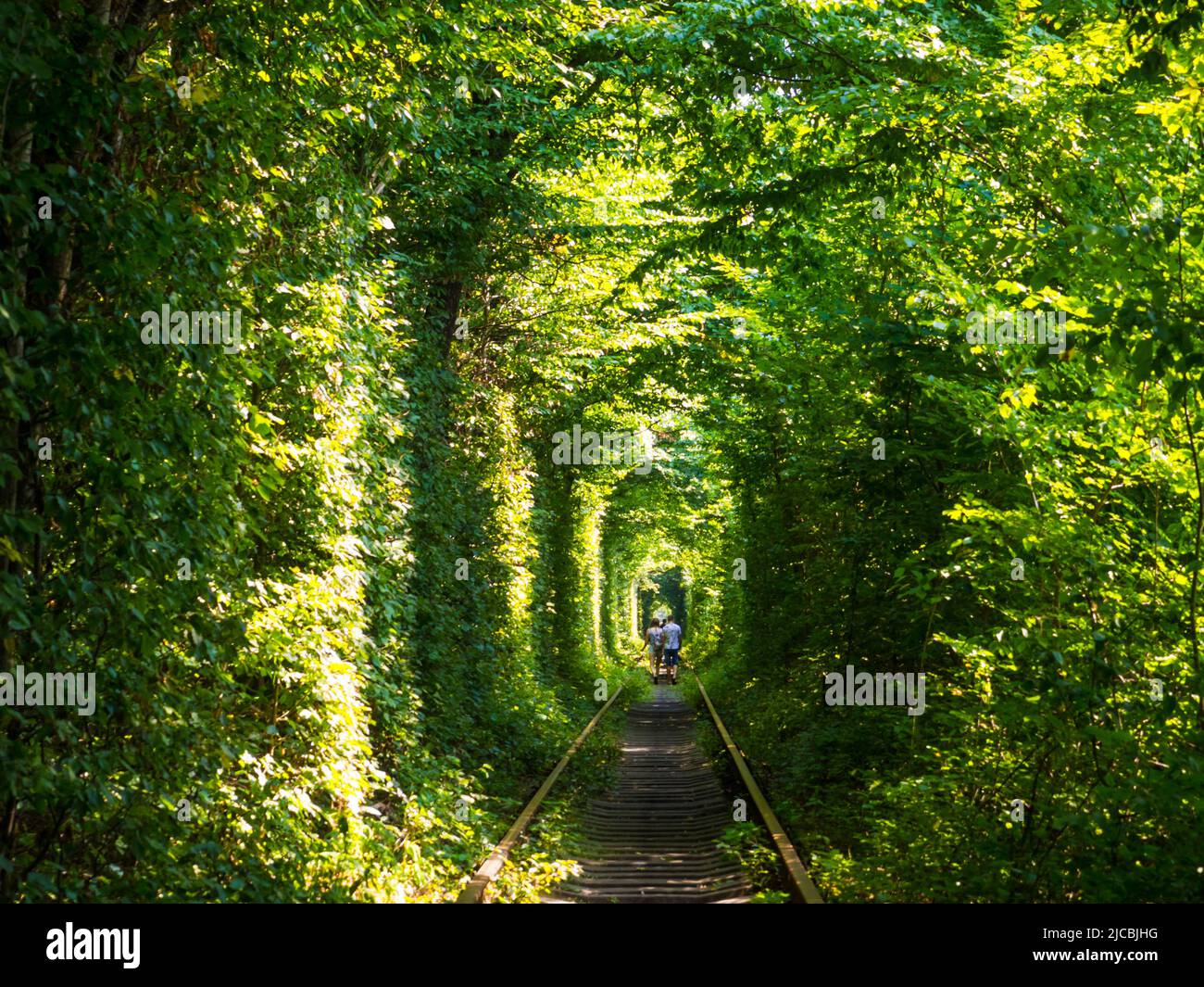 Amazing tree tunnel hi-res stock photography and images - Alamy