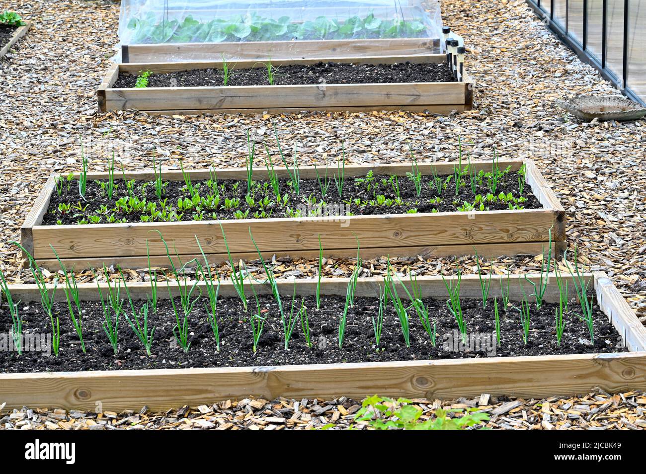 cultivating boxes with onions and other vegetables Stock Photo - Alamy