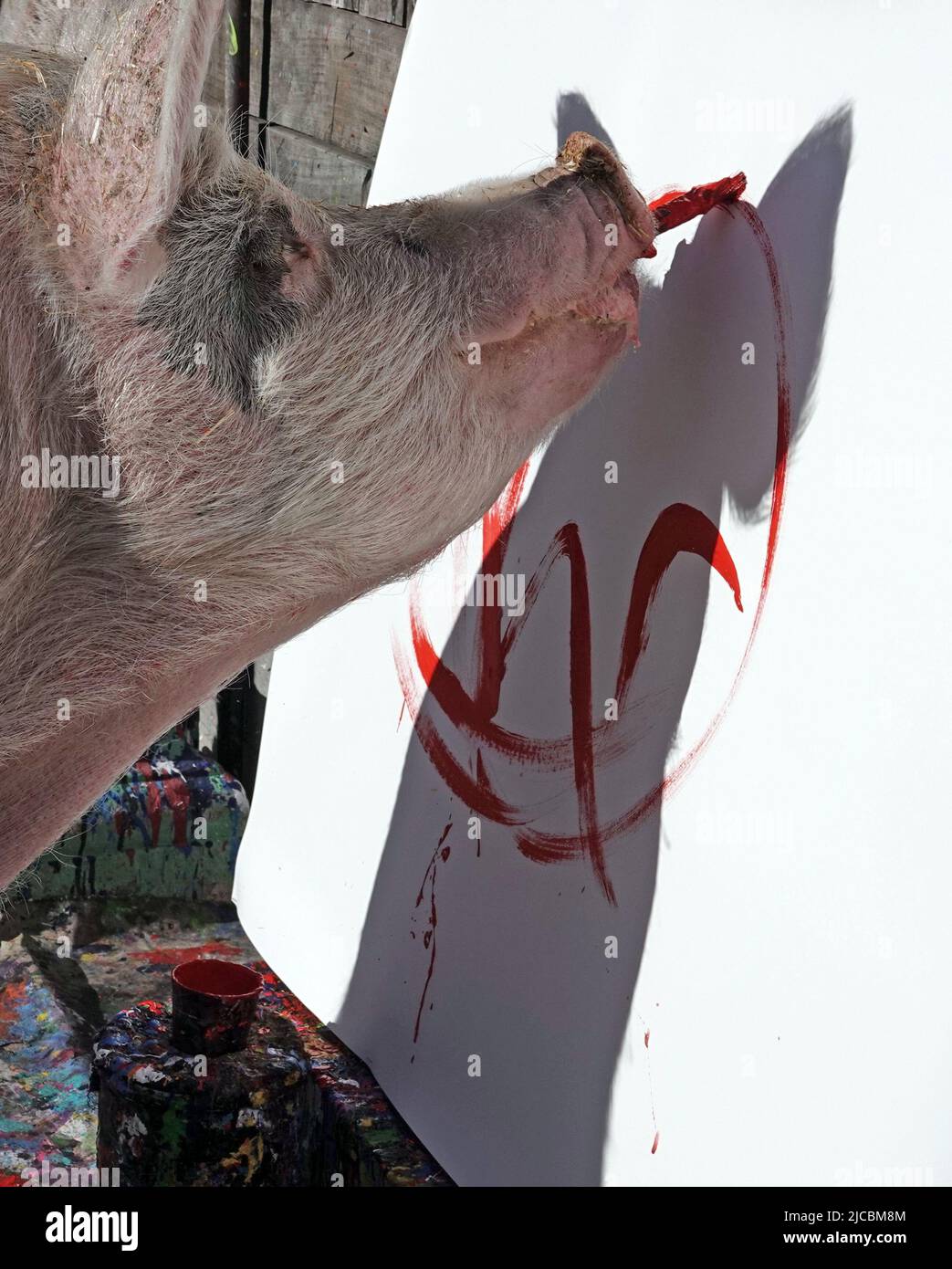 Franschhoek, South Africa. 30th May, 2022. Pigcasso, a painting pig ...