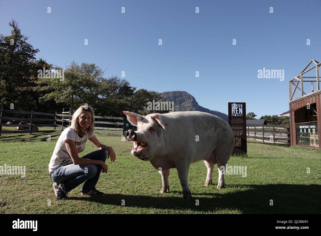 Franschhoek, South Africa. 30th May, 2022. Pigcasso, a painting pig ...