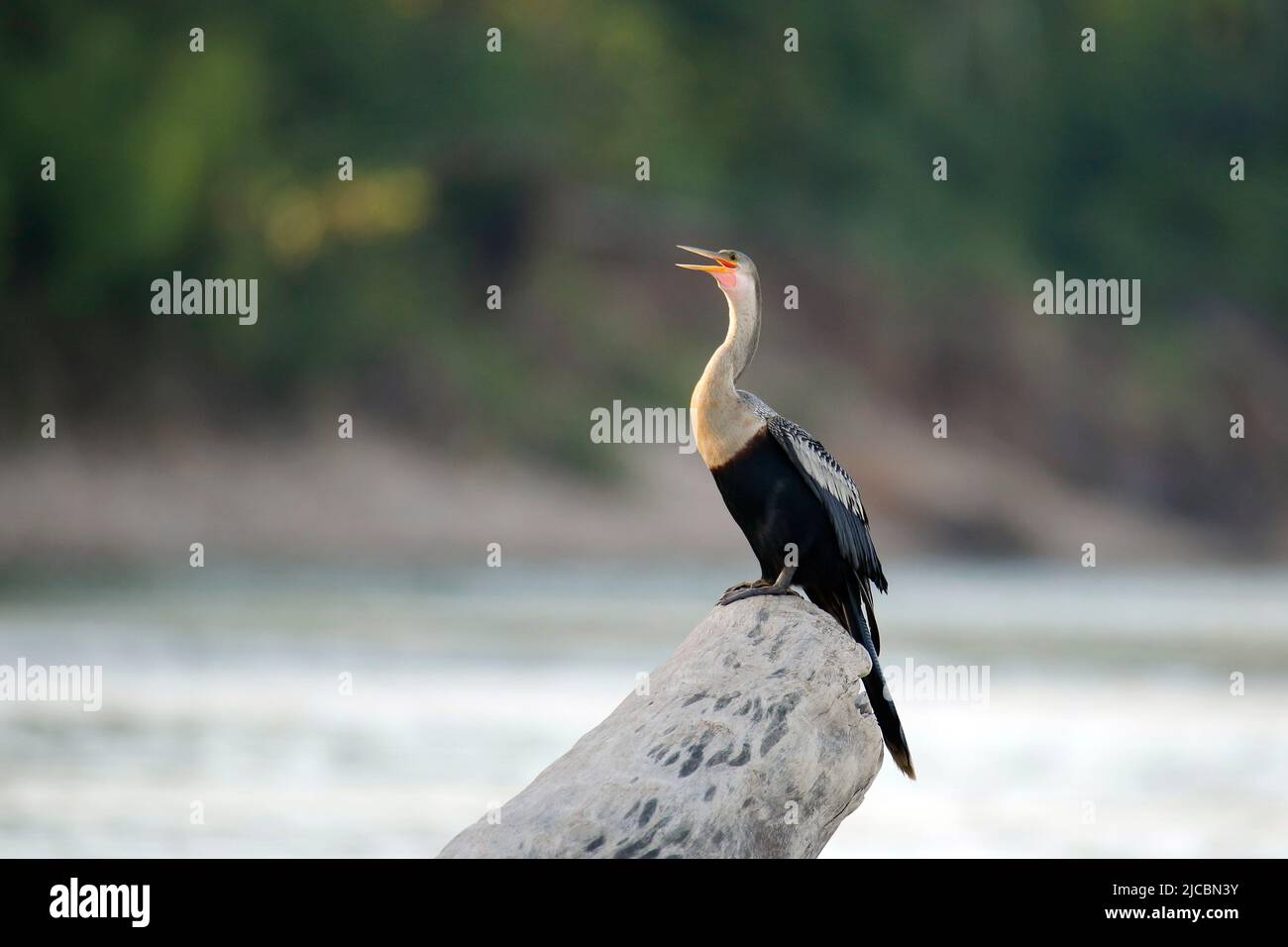 Anhinga (Anhinga anhinga, aka Snakebird) on a Log in the River ...