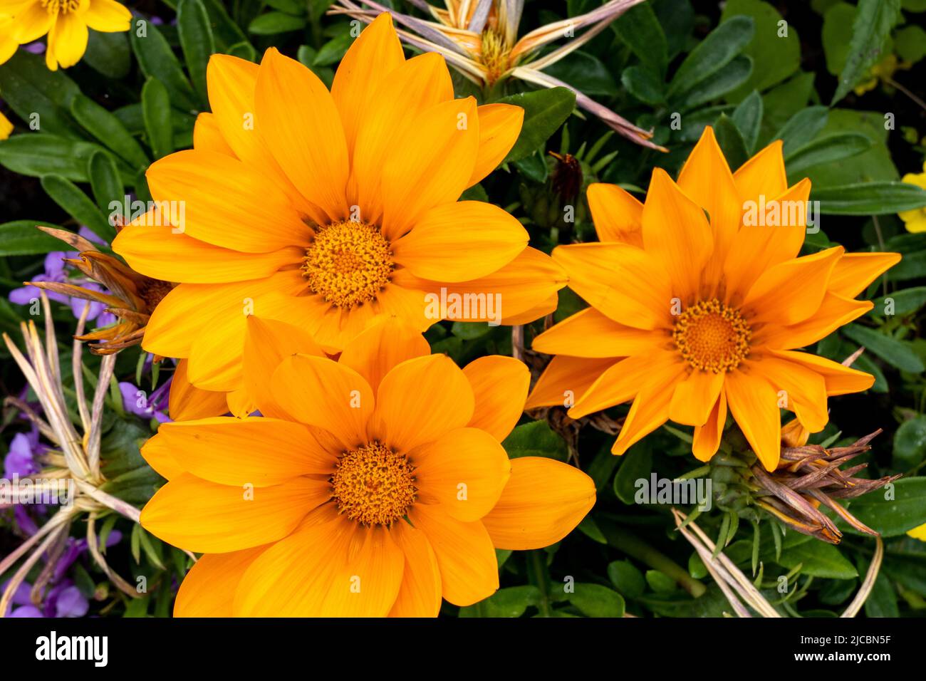 Spring emotions flowers hi-res stock photography and images - Alamy