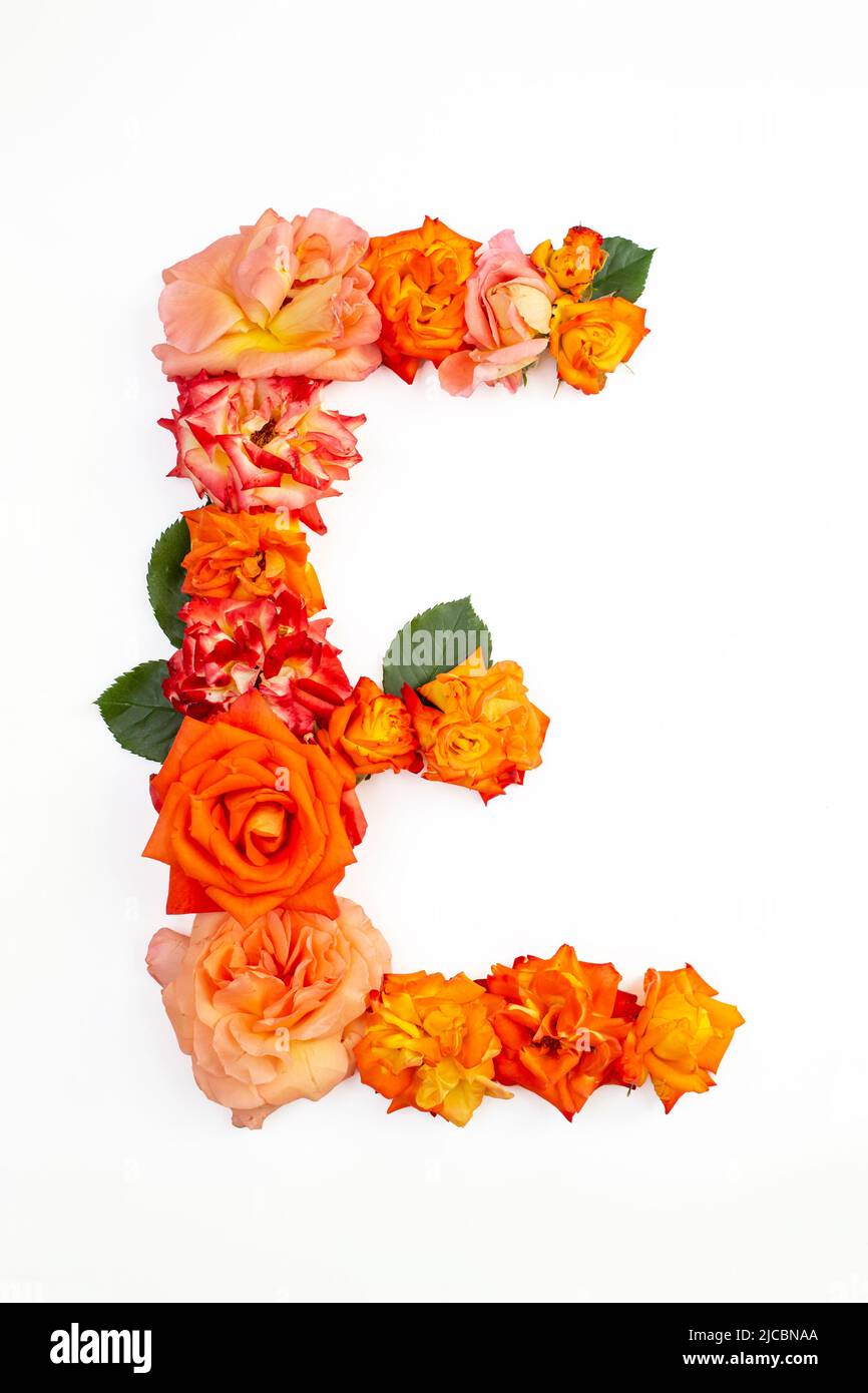 Capital letter E made with red orange roses, isolated on white ...