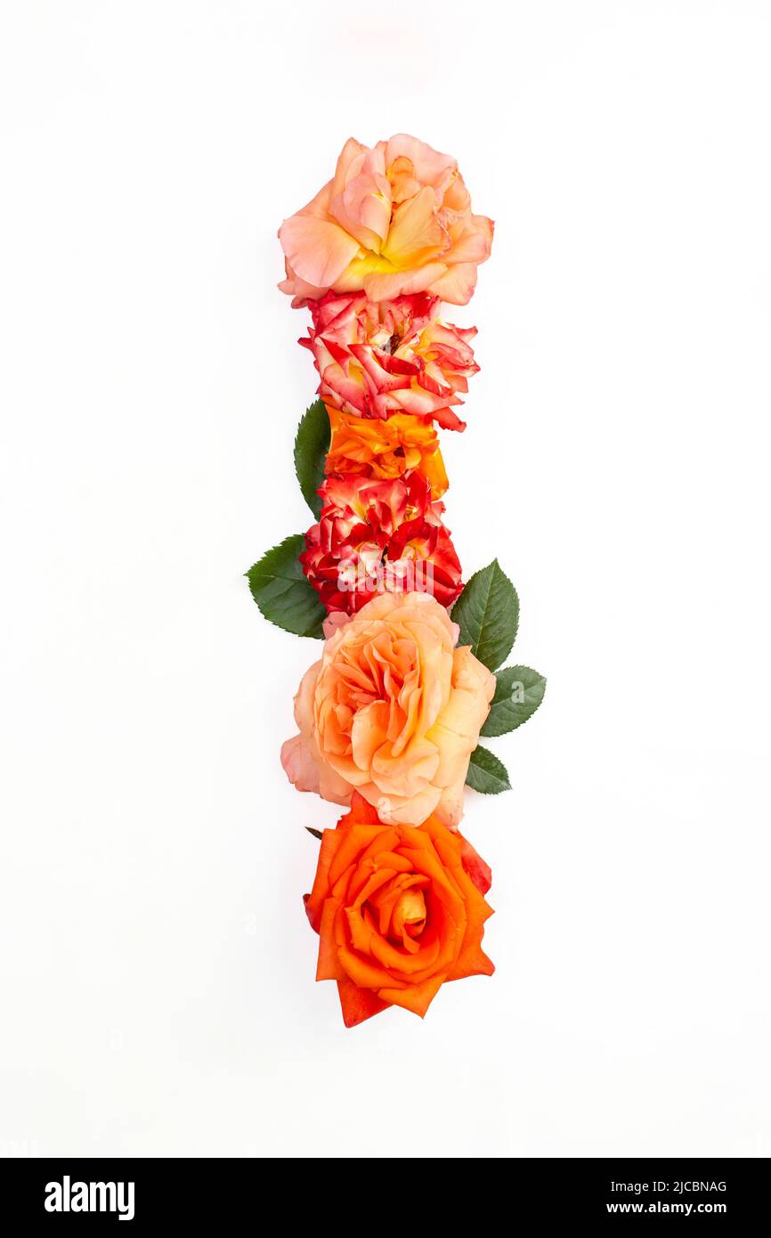Capital letter i made with red orange roses, isolated on white ...