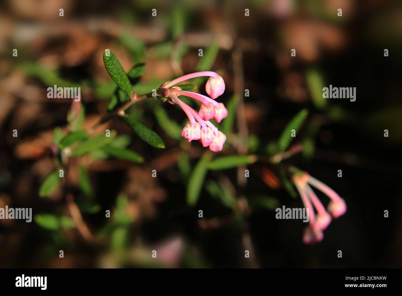 Beautiful pink buds of the toxic bog-rosemary (Andromeda polifolia ...
