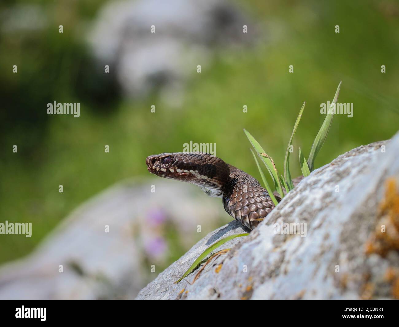 Female of the common European viper - Vipera berus Stock Photo - Alamy
