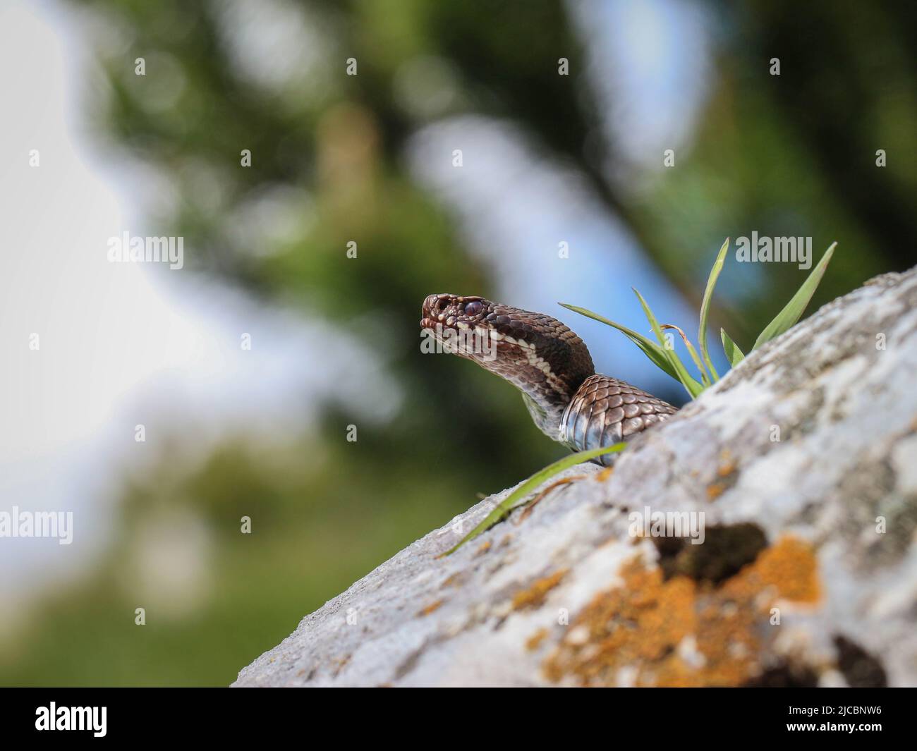 Female of the common European viper - Vipera berus Stock Photo - Alamy