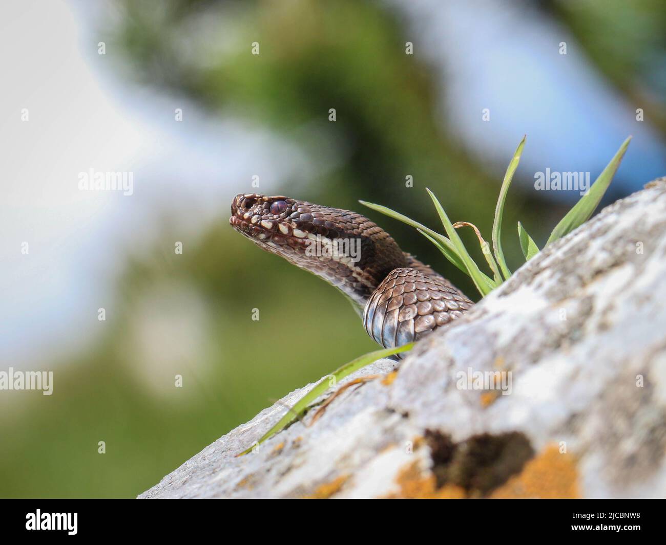 Female of the common European viper - Vipera berus Stock Photo - Alamy