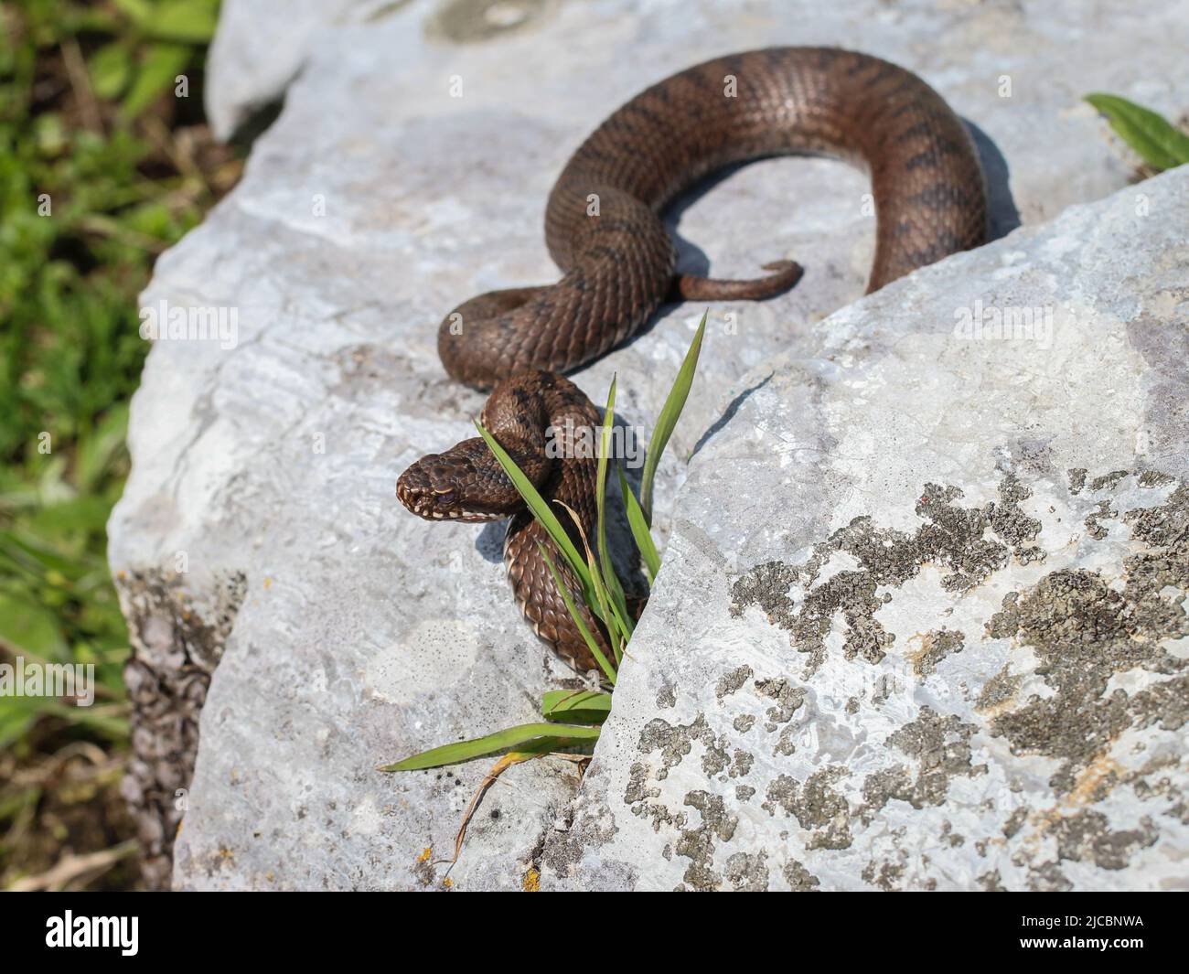Female of the common European viper - Vipera berus Stock Photo - Alamy