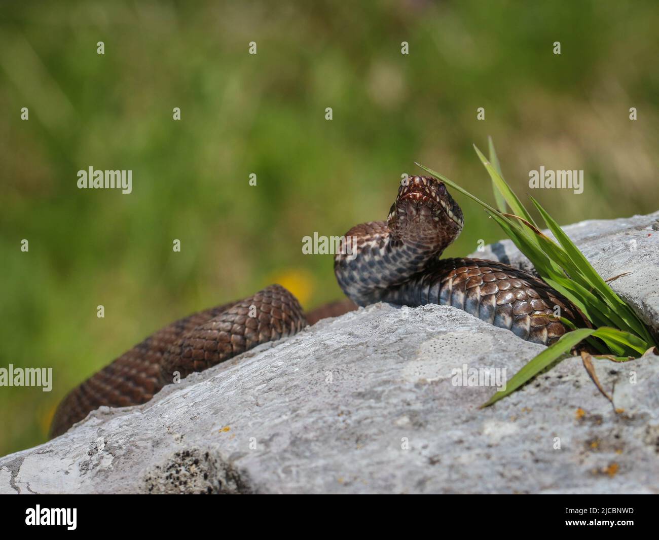 Female of the common European viper - Vipera berus Stock Photo - Alamy