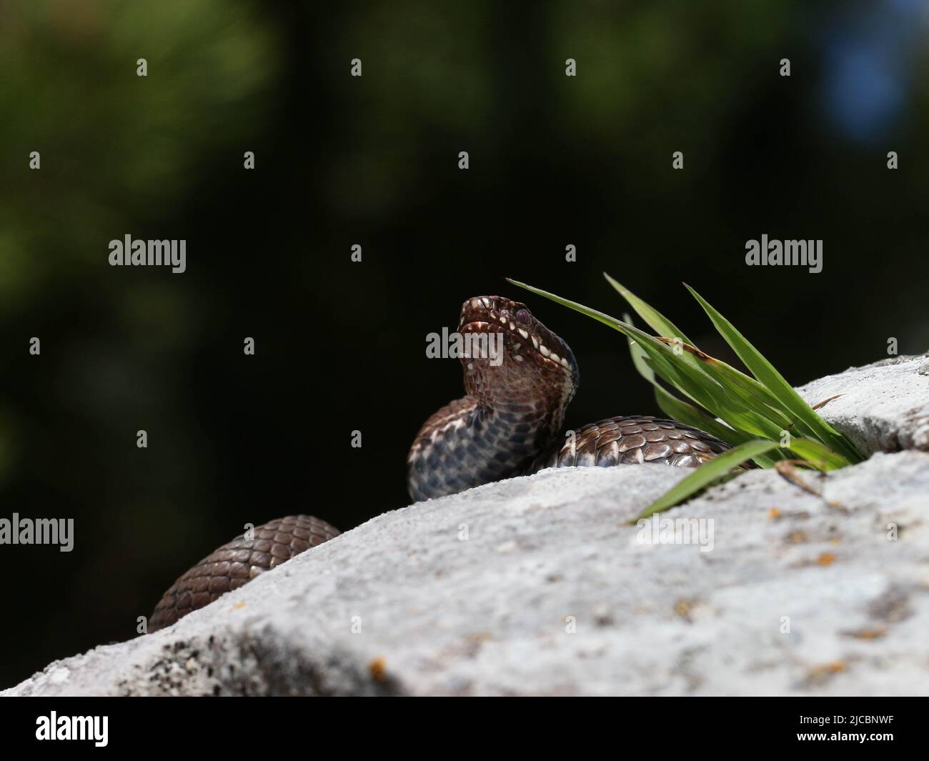 Female of the common European viper - Vipera berus Stock Photo - Alamy