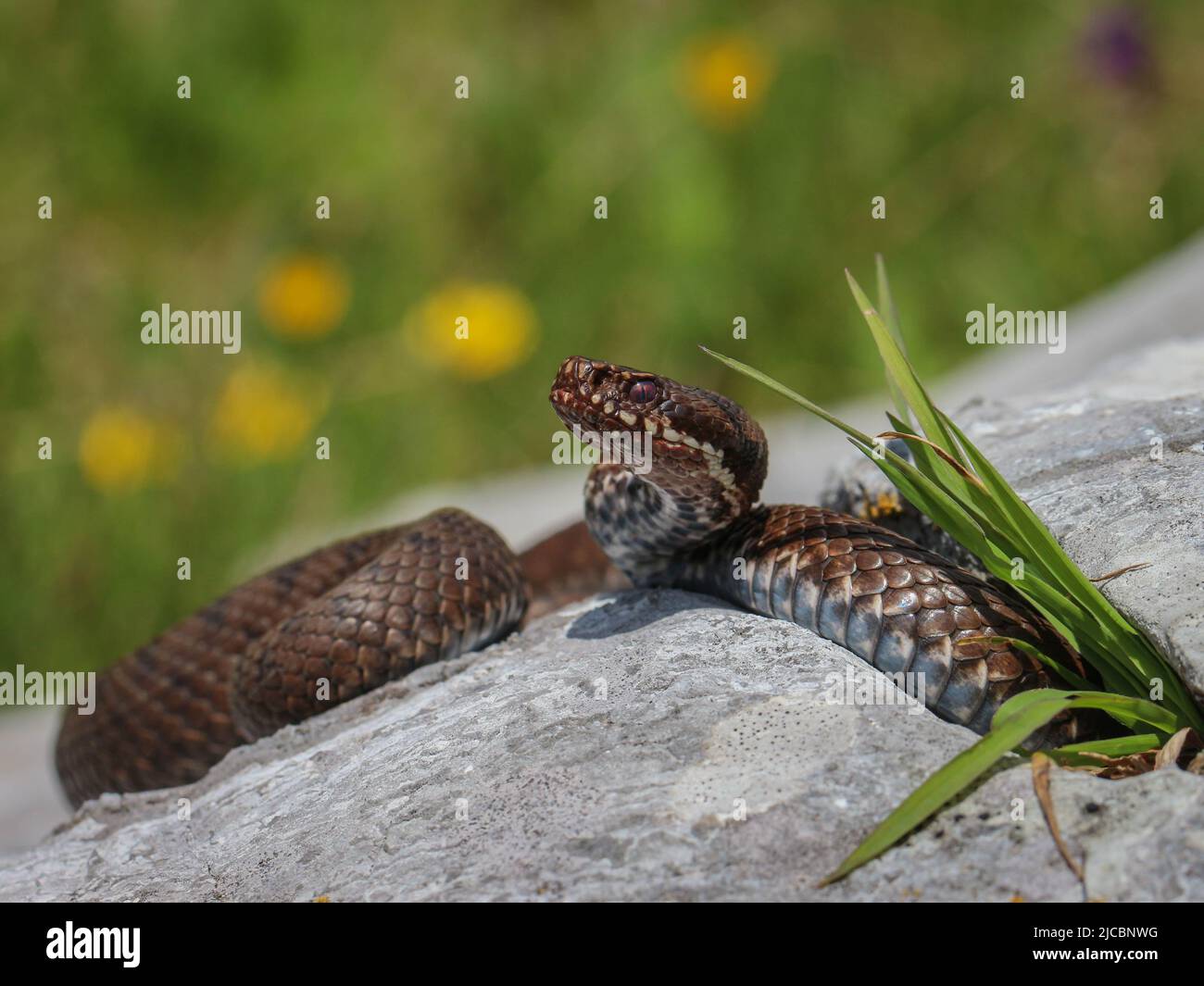 Rare european snake hi-res stock photography and images - Alamy