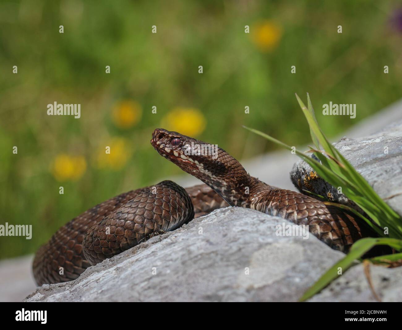 Rare european snake hi-res stock photography and images - Alamy