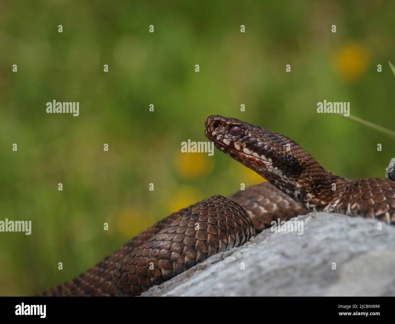 Female of the common European viper - Vipera berus Stock Photo - Alamy
