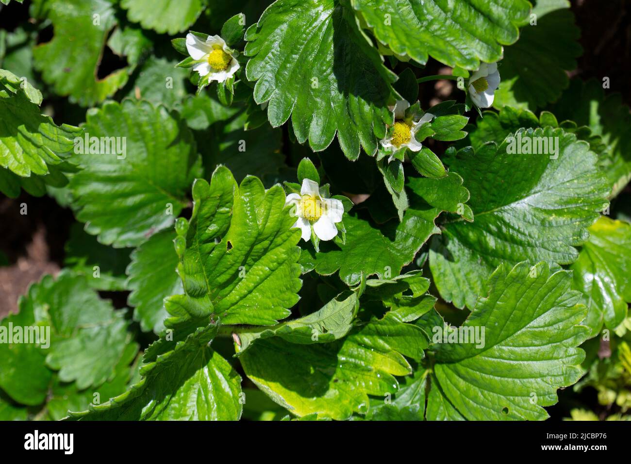 Strawberry plants with flowers growing in a garden in spring. Grow your ...