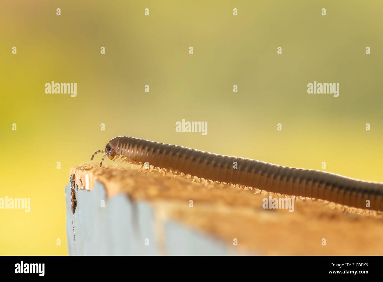 Earth worm close up walking on a wood chop. Macro photography Stock ...