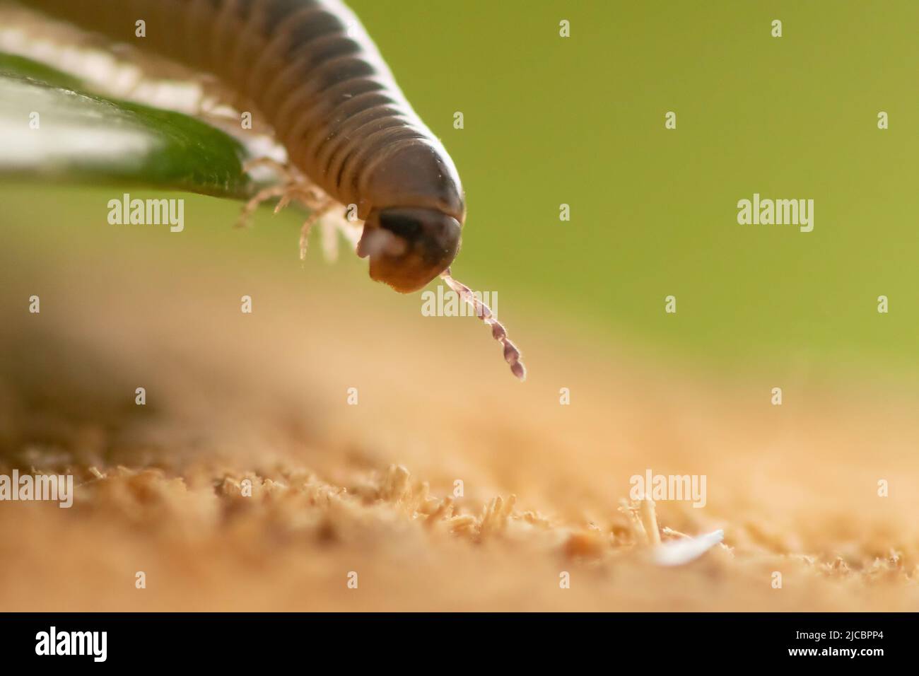 Extreme close up view of an earthworm. Macro photography Stock Photo ...