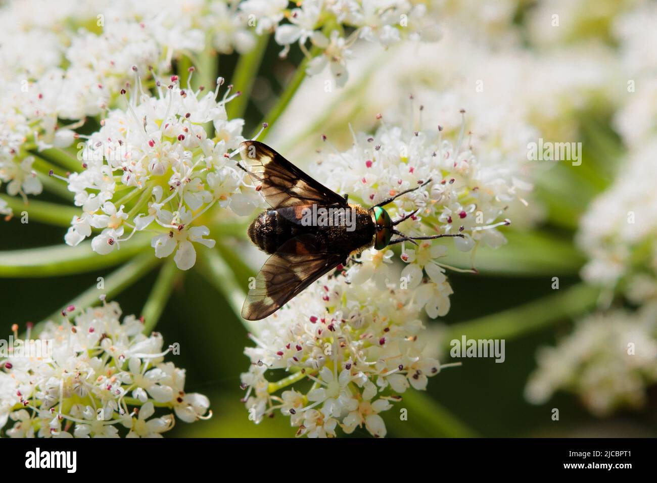 Uk british flies diptera insect insects hi-res stock photography and ...