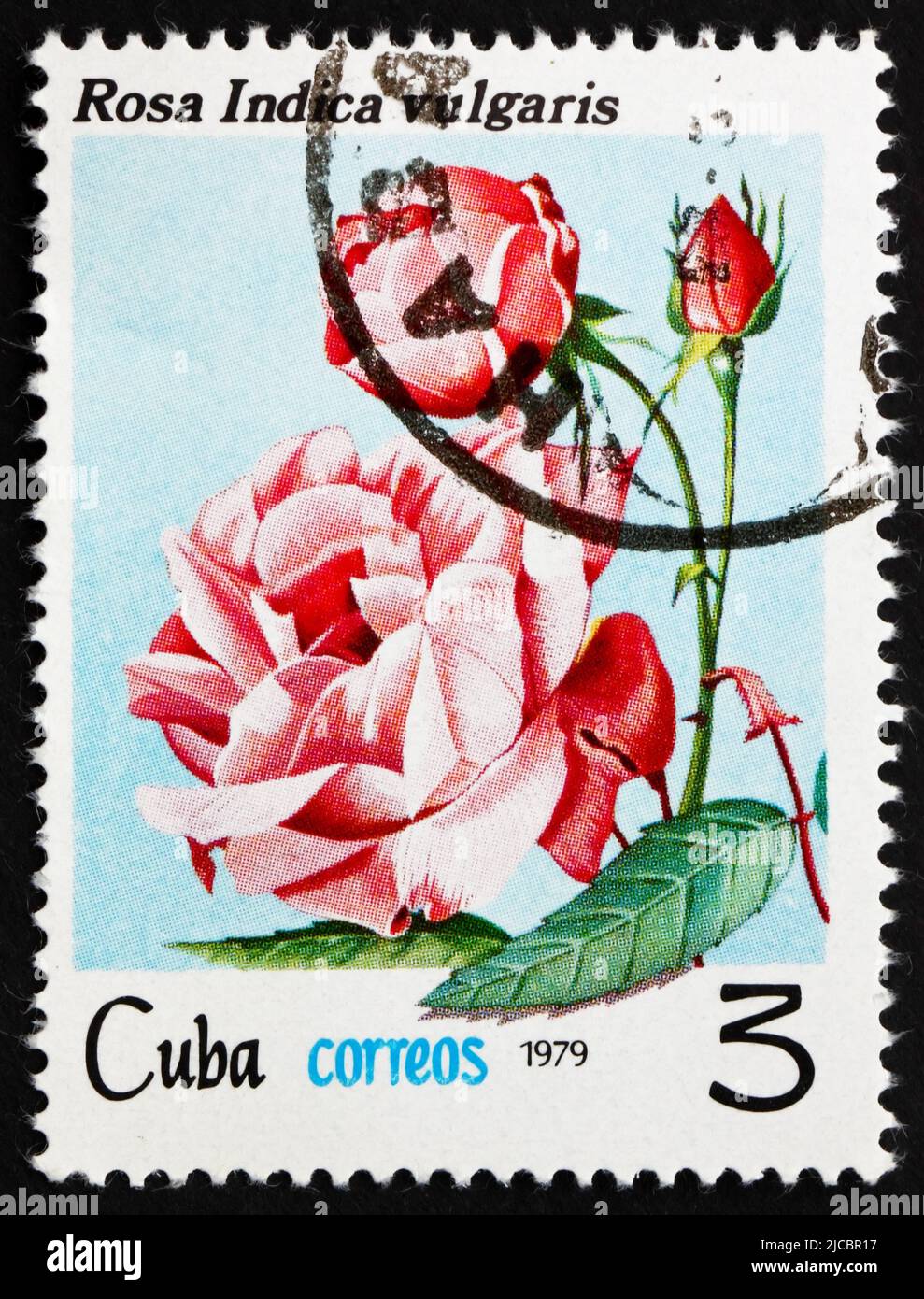 CUBA - CIRCA 1979: a stamp printed in the Cuba shows Rose, Rosa Indica ...
